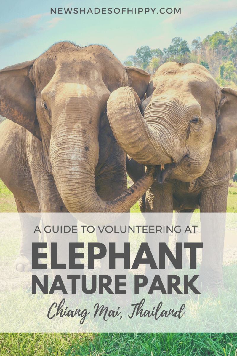 A Guide to Volunteering at Elephant Nature Park - New Shades of Hippy